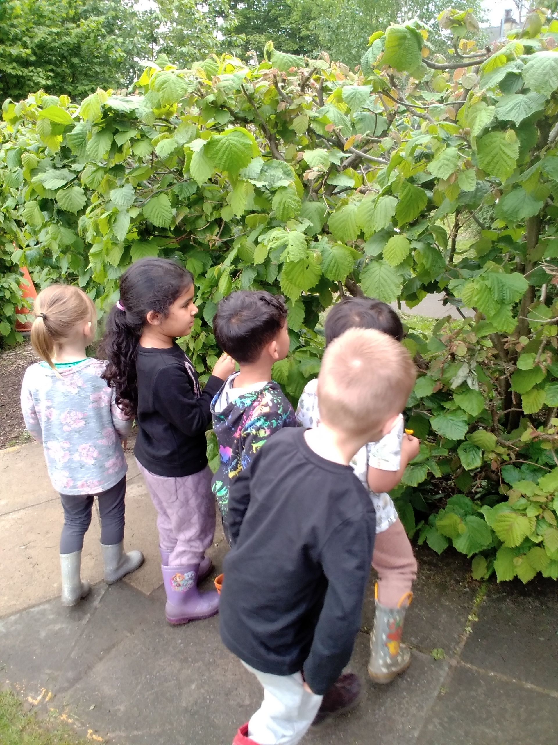 Life cycle of a caterpillar - Children's Place Day Nurseries